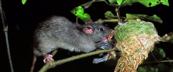 Predator control – Campbells Bay Urban Sanctuary