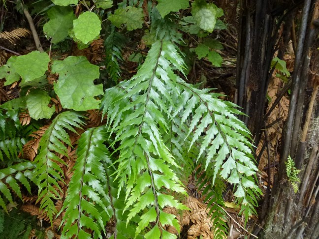 The Centennial Park Nature Trail – Campbells Bay Urban Sanctuary